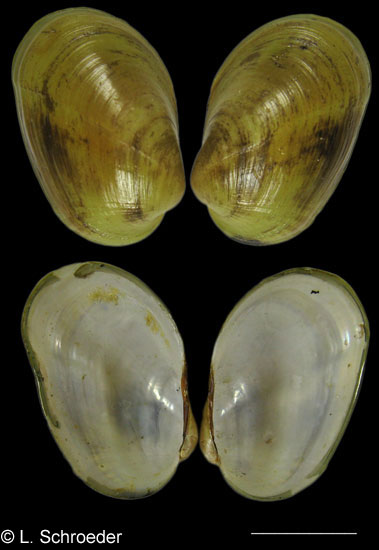 Bivalves - Mytilidae